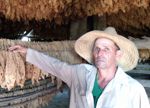 Tabacaleros tuneros decididos a salvar el renglón